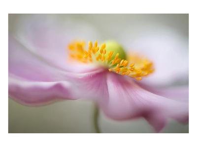 'Dreaminess' Art Print | Art.com