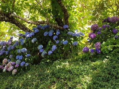 'Hydrangeas' Photographic Print - Drew Blair | Art.com