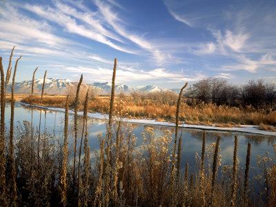 'Dried Flower Heads along Slough, Flood Plain of Logan River, Great ...