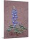 'Dwarf Lupine (Small Lupine) (Rusty Lupine) (Lupinus Pusillus), Canyon ...