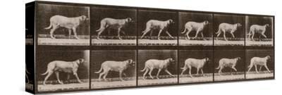 'Dog Trotting' Stretched Canvas Print - Eadweard Muybridge | Art.com