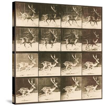 'Fallow Deer' Stretched Canvas Print - Eadweard Muybridge | Art.com