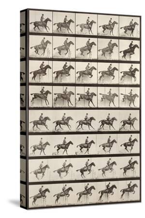 'Jumping a Hurdle' Stretched Canvas Print - Eadweard Muybridge | Art.com