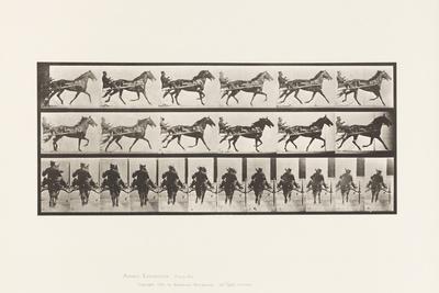 'Plate 594. Rocking (Pacing): Sulky; Brown Horse Pronto, 1885 ...