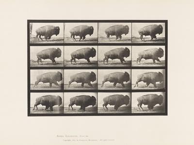 'Plate 700. Buffalo; Galloping, 1885 (Collotype on Paper)' Giclee Print ...