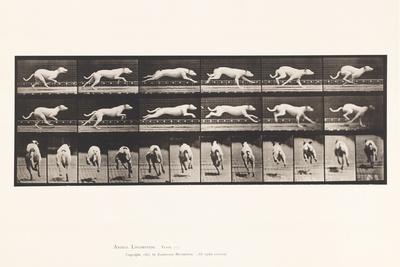 'Plate 709. Dog; Galloping; White Racing Hound Maggie, 1885 (Collotype ...