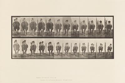 'Plate 742. Bactrian Camel; A, Racking; B, Galloping, 1885 (Collotype ...