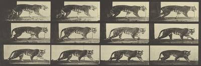 Tiger Walking, Plate 729 from Animal Locomotion, 1887 (B/W Photo ...