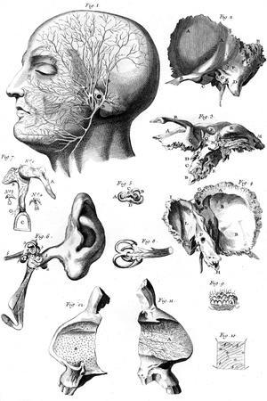 Ear Anatomy 18th Century Art Print | Art.com