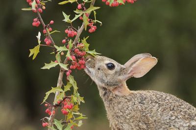 'Eastern Cottontail eating Agarita berries, South Texas, USA' Premium ...