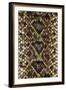 'Eastern Diamond back rattlesnake scale pattern' Photographic Print ...