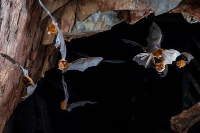 'Eastern horseshoe bat colony flying out from abandoned mine ...