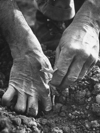 'Farmer's Strong, Work Toughened Hands Planting in the Garden ...