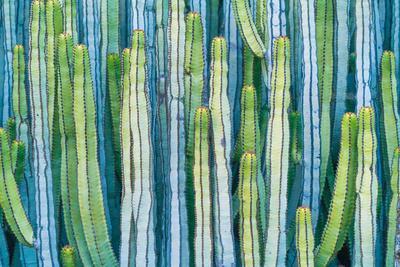 'DETAIL VIEW OF THE CARDON CACTUS IN SUMMER WITH RICH BLUE GREEN AND ...