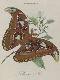 Album Donovan : an epitome of the natural history of insects in China ...