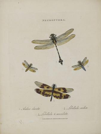 'Album Donovan : an epitome of the natural history of insects in China ...