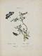 Album Donovan : an epitome of the natural history of insects in China ...
