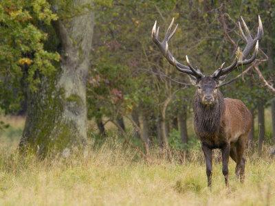 'Red Deer Stag with Vegetation on Antlers During Rut, Dyrehaven ...