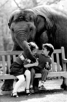 'Elephant Having a Bite' Photo - Associated Newspapers | Art.com