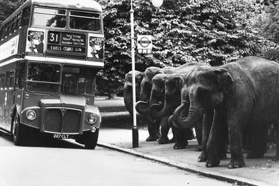 'Elephants Queue at Battersea Park Bus Stop' Photographic Print | Art.com