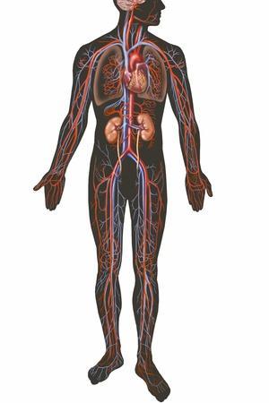 Full body circulatory system (with kidneys) on white background. Art ...