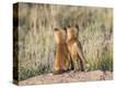 'Wyoming, Sublette County. Two young fox kits watch from their den for ...