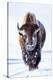 Wyoming, Yellowstone National Park, Bull Bison Walking in Hayden Valley ...