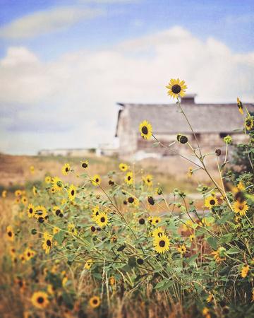 'Coming Home' Art Print - Elizabeth Kay | Art.com