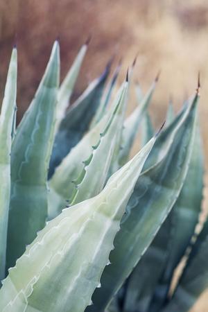 'Desert Agave' Art Print - Elizabeth Kay | Art.com