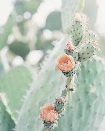 'Desert Rose' Art Print - Elizabeth Kay | Art.com