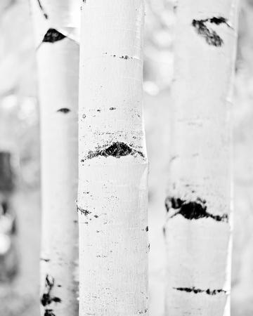 'Trunks' Giclee Print - Elizabeth Kay | Art.com