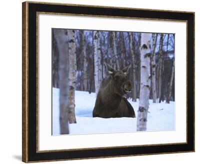 Elk or Moose, Resting in Snow, Norway Photographic Print by Mark ...