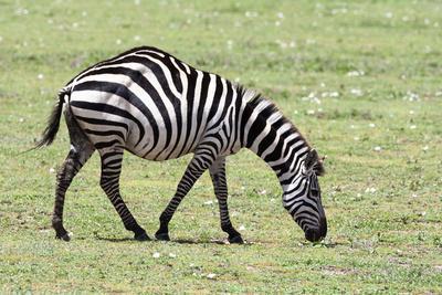 'Africa, Tanzania. Portrait of a zebra with a spinal deformity ...