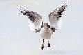 'Falkland Islands. A dolphin gull flaps its wings and jumps to dry its ...