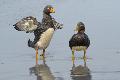 'Falkland Islands. A male Falkland steamer duck flaps its small wings ...