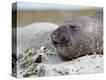 'Falkland Islands. A tussock bird approaches a drooling elephant seal ...