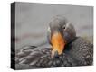 'Falkland Islands. Headshot of a male Falkland steamer duck ...
