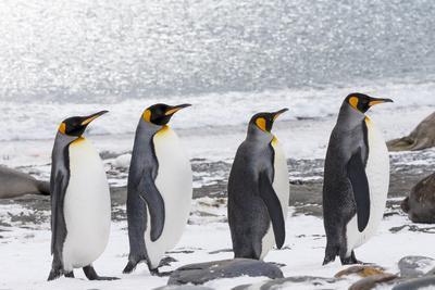 South Georgia, Salisbury Plain. Four adult king penguins line up in a ...