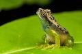 'Map tree frog sitting on leaf and looking up, Los Amigos Biological ...