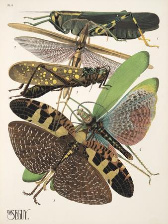 'Plate 8 from Insectes, Pub. 1930'S (Pochoir Print)' Giclee Print ...