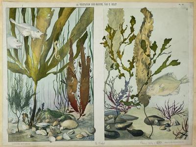 'Seaweed, Fishes, Sea Horse, Crab and Shellfish, Illustrated Plates ...