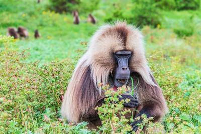 Ethiopia. North Gondar. Simien Mountains National Park. Lone male ...