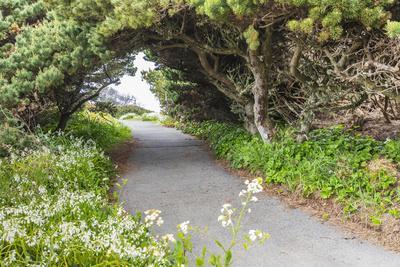 Bandon, Oregon, USA. Evergreen trees creating a tunnel over a path on ...