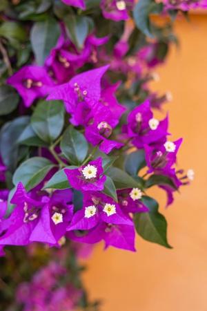 Casco Antiguo, Seville, Andalusia, Spain. Purple flowers growing on an ...