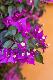 Casco Antiguo, Seville, Andalusia, Spain. Purple flowers growing on an ...