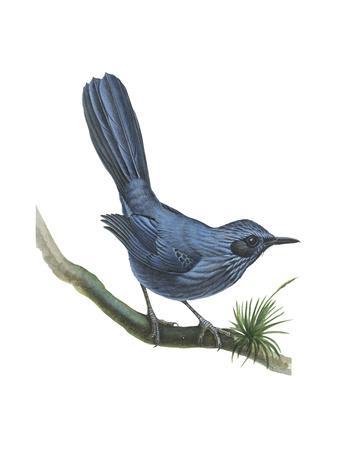 'Blue Mockingbird (Melanotis Caerulescens), Birds' Art Print ...