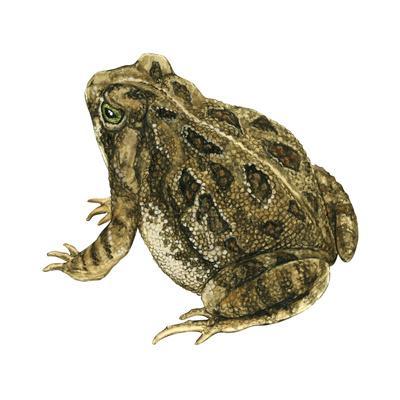 'Fowler's Toad (Bufo Fowleri), Amphibians' Art Print - Encyclopaedia ...