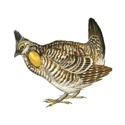 Prairie Chicken Clipart For Kids