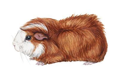 'Guinea Pig (Cavia Cobaya), Mammals' Art Print - Encyclopaedia ...