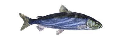 'Lake Herring (Coregonus Artedi), Fishes' Art Print - Encyclopaedia ...